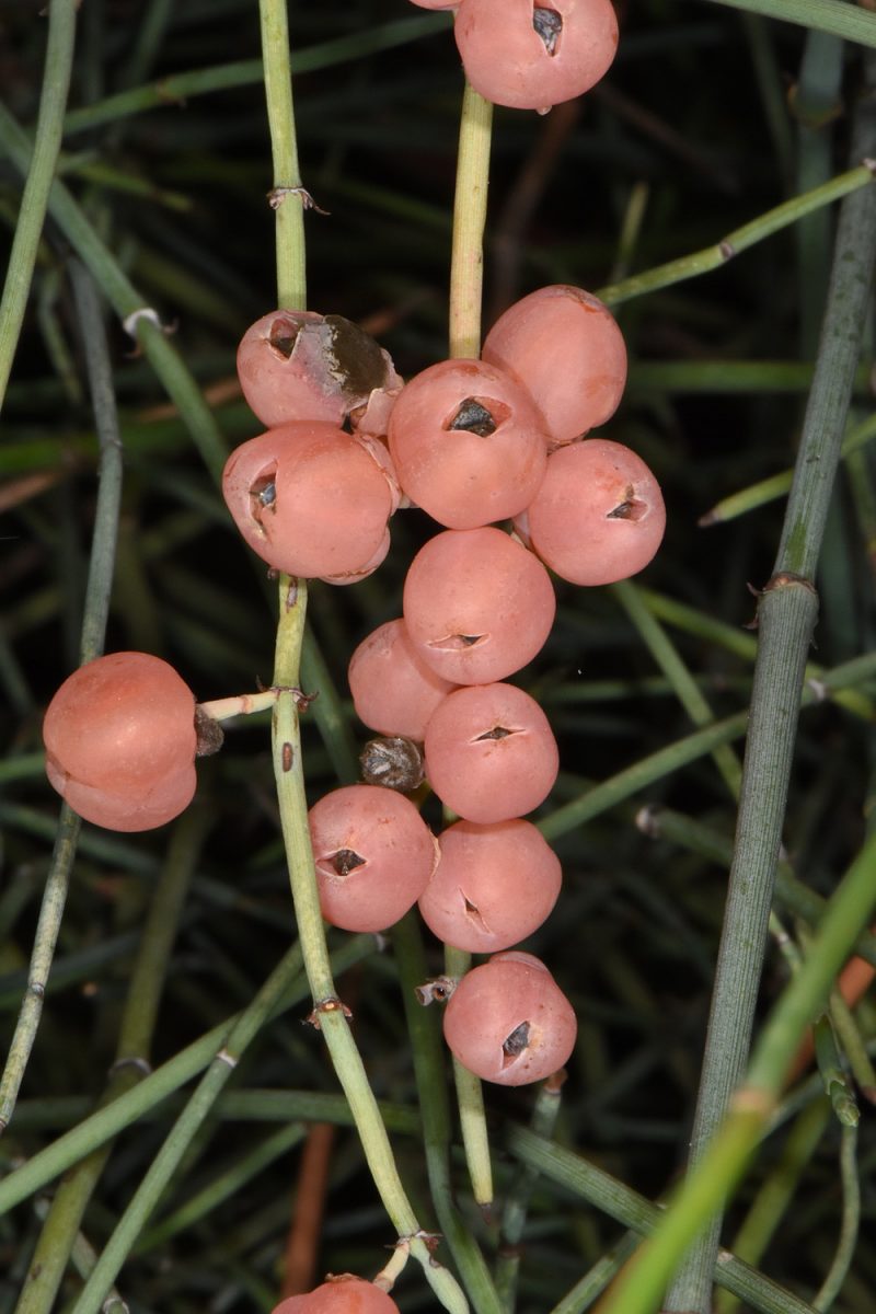 Gnetophyta Ephedra