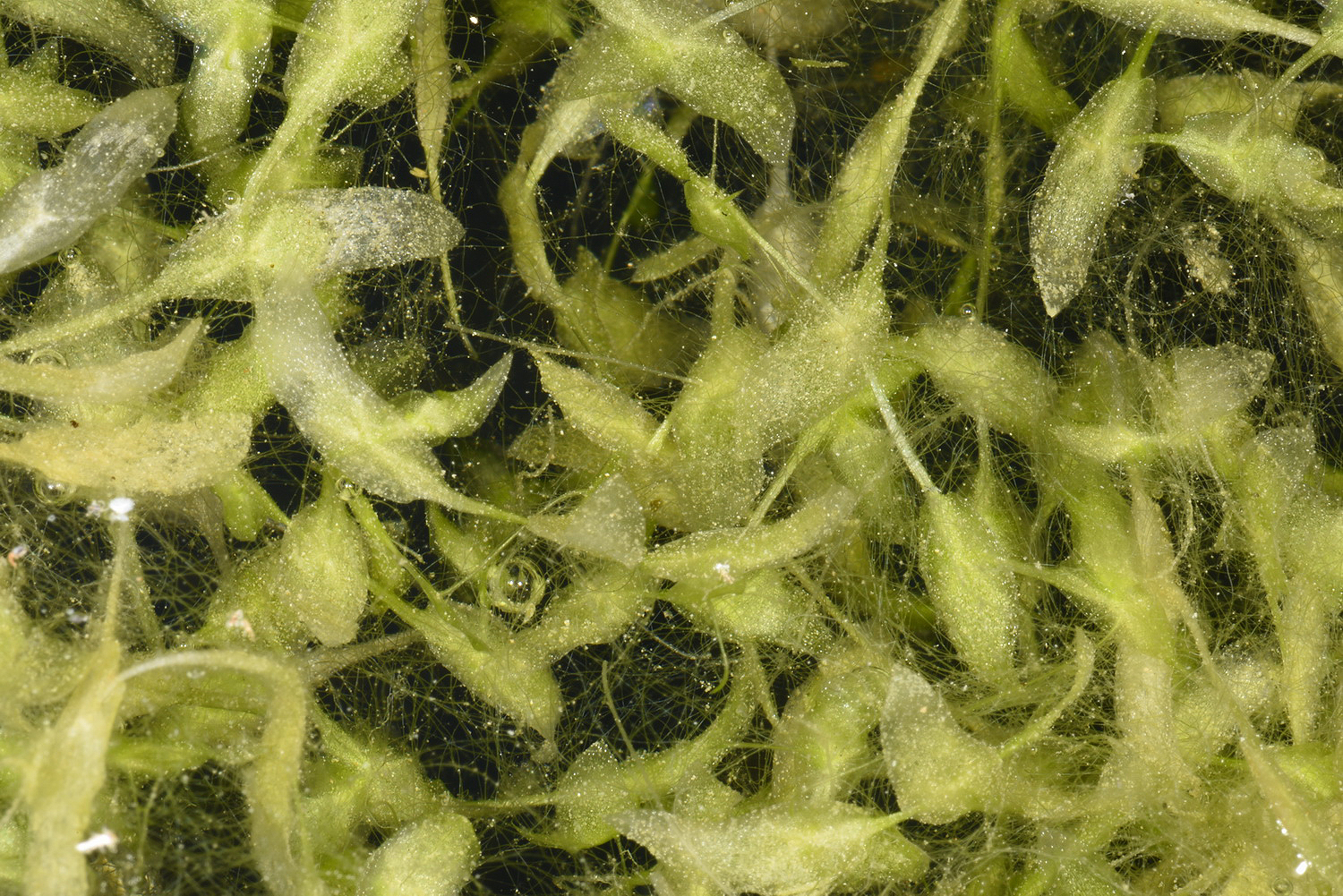 Lemna Trisulca
